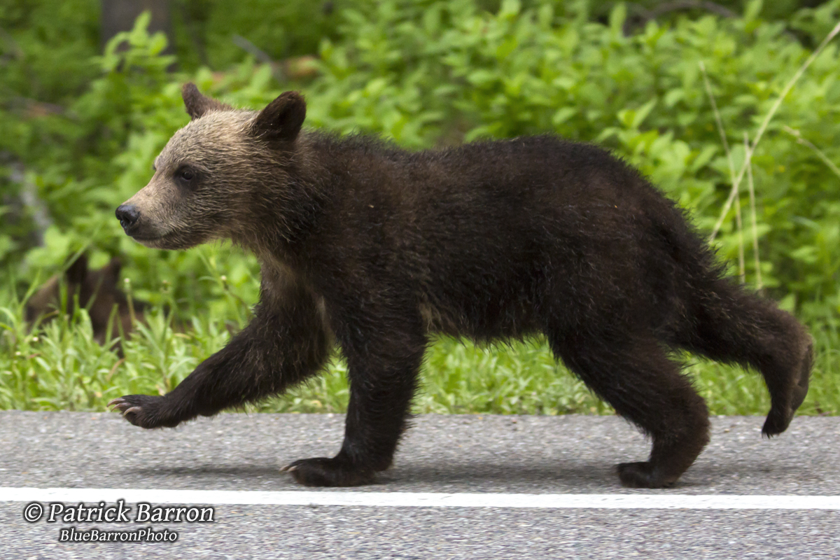 Wildlife Galleries – BlueBarronPhoto